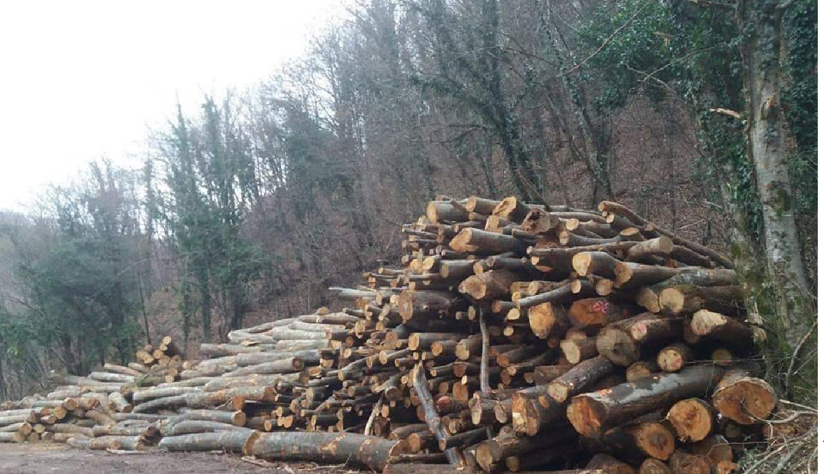 MAFIJA I DALJE GOSPODARI ŠUMAMA "Pod hitno uvesti moratorijum na izvoz ...